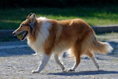 How Do Scotch Collies Handle The Heat