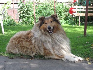 How Do Scotch Collies Handle The Heat