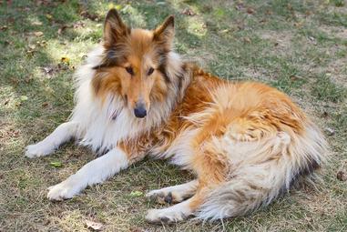 How Do Scotch Collies Handle The Heat