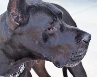 How Much Protein And Calcium Does A Cane Corso Puppy Need