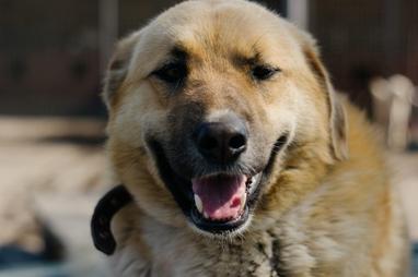 Is Silicone Toxic To Dogs