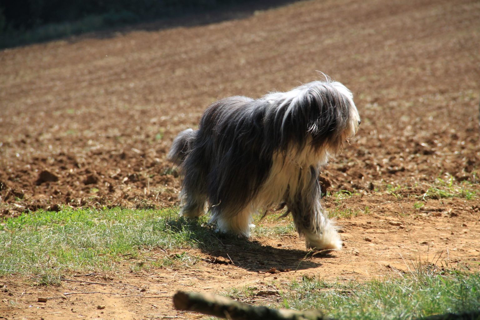 9 Things You Need To Know About Bearded Collies