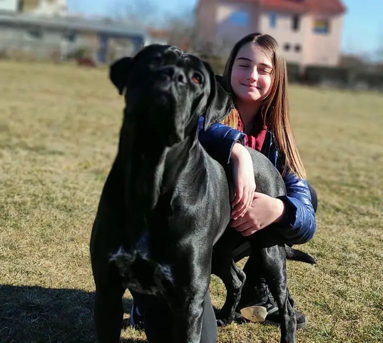 Are Cane Corso Good Family Dogs? (Answered!)