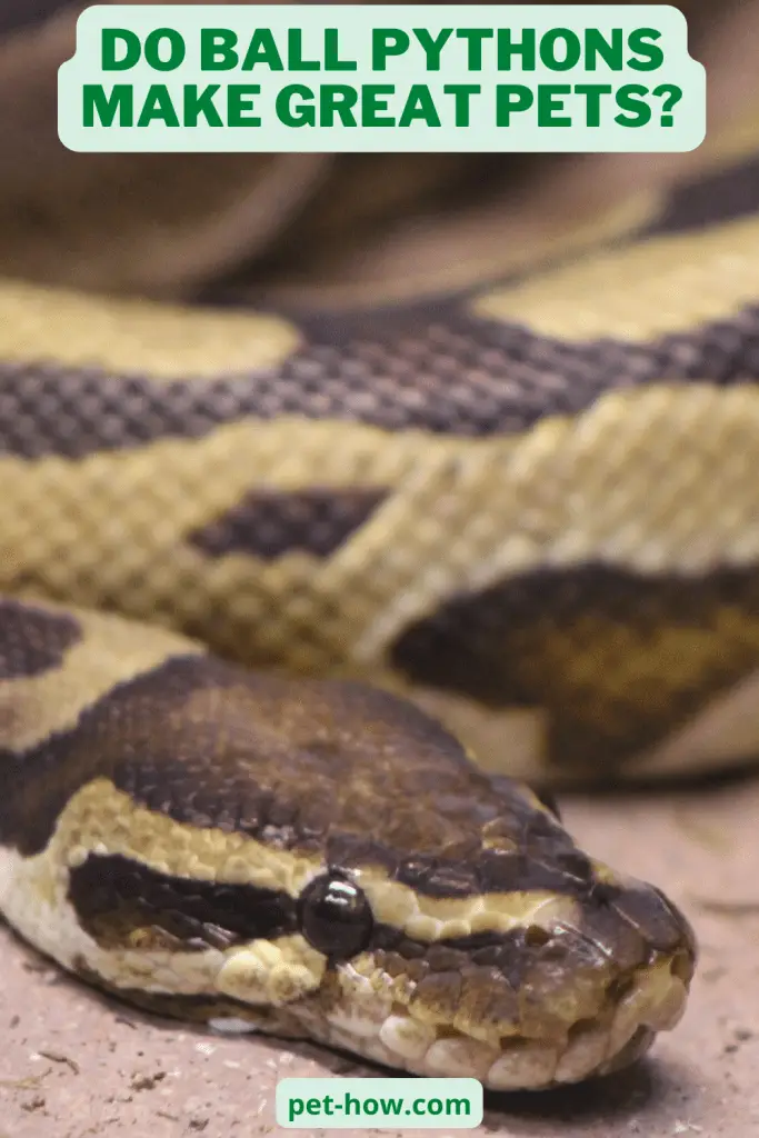 Do Ball Pythons Make Great Pets? (Answered!)