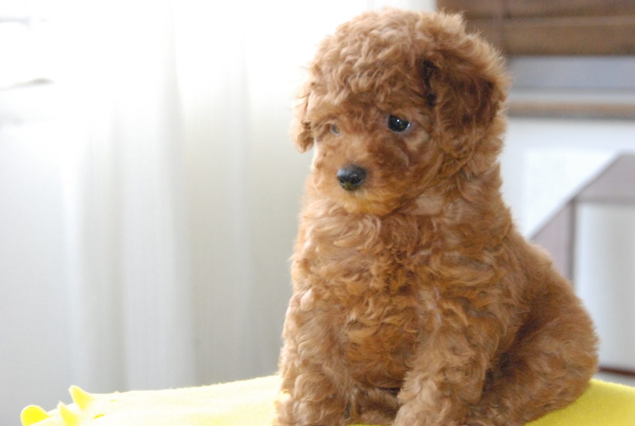 How Long Can Toy Poodles Hold Their Bladder? (Answered!)