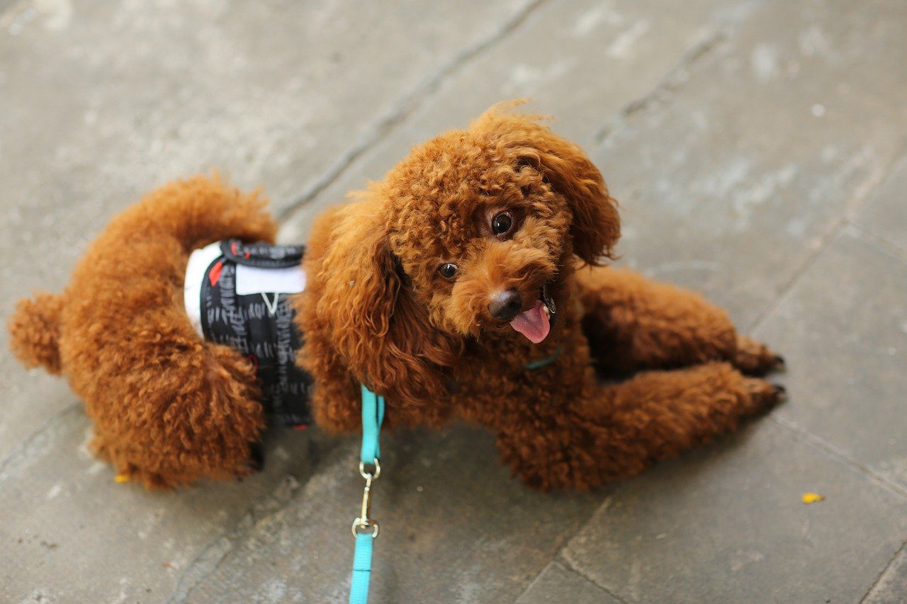 How Many Times a Day Should a Toy Poodle Poop? (Answered!)