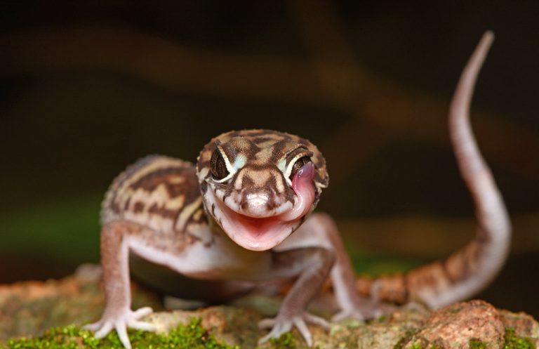What Senses Do Leopard Geckos Have? (Explained!)