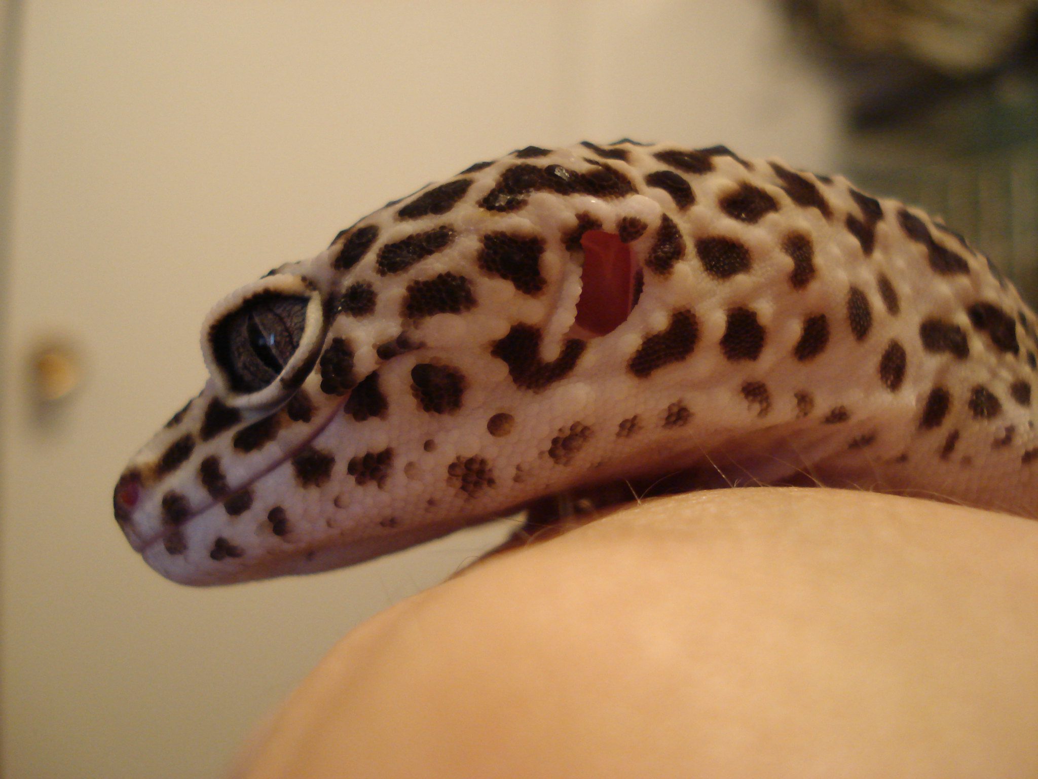 What Senses Do Leopard Geckos Have? (Explained!)