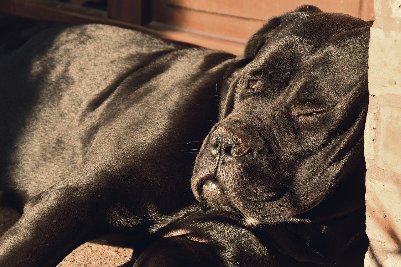Why Does My Cane Corso Follow Me Everywhere? (Answered!)