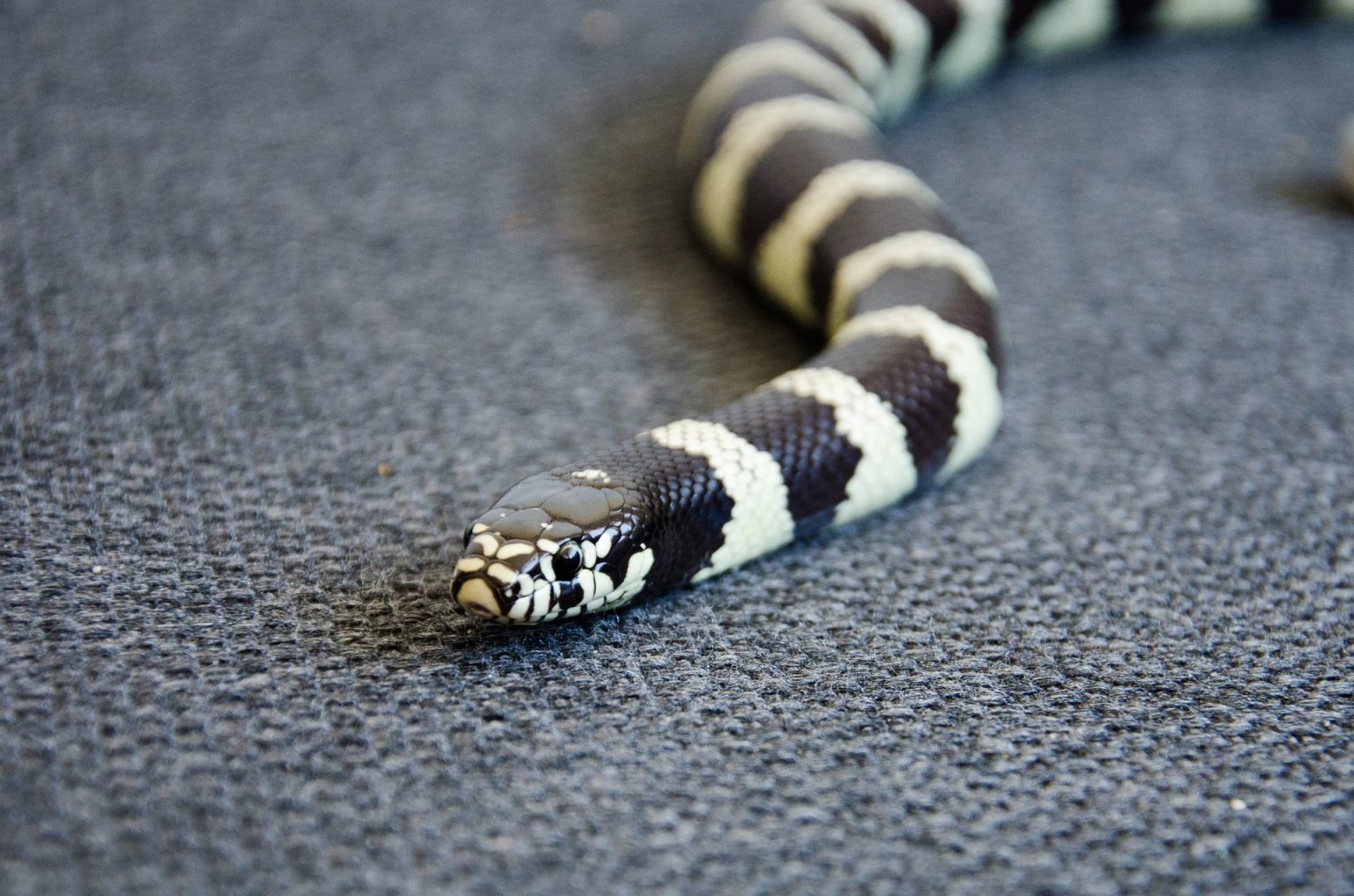 Do King Snakes Make Great Pets? (Explained!)