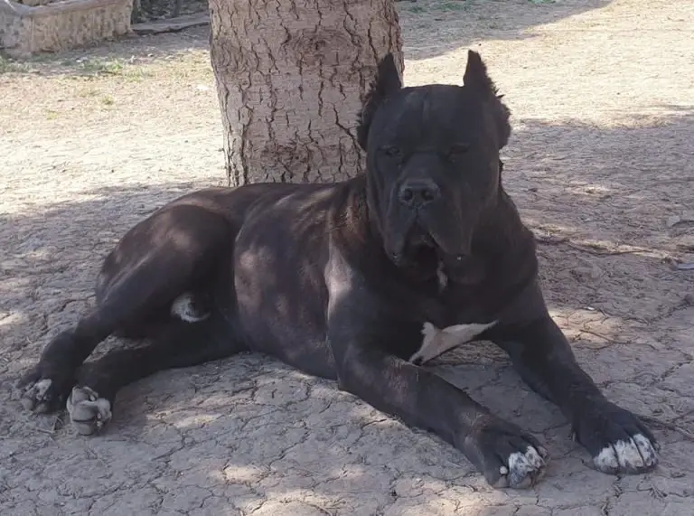 How Long After Eating Do Cane Corso's Poop? (Answered!)