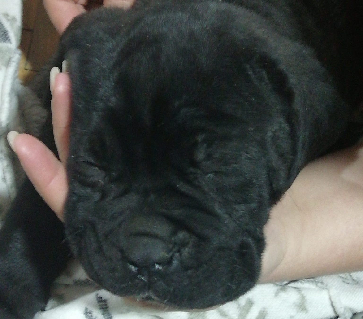 When Does Cane Corso Sleep Through The Night? (Answered!)