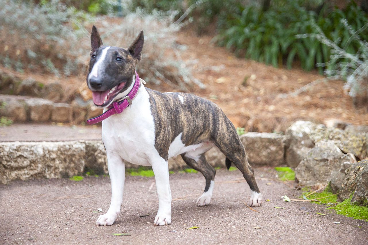 Why Do Bull Terriers Smell? (Explained!)