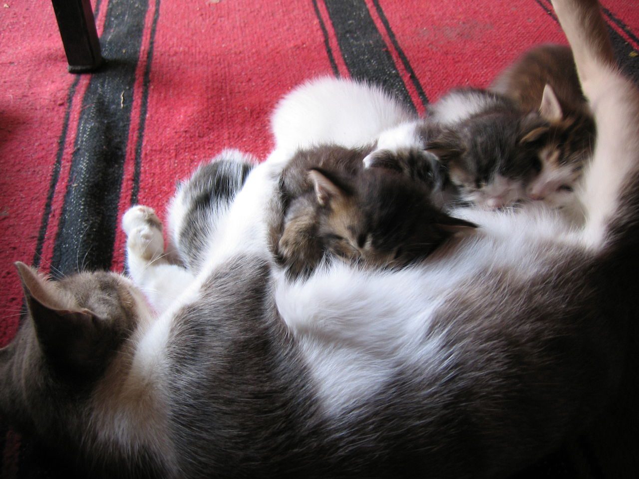 What to Do When Your Cat's Amniotic Sac Is Hanging Out