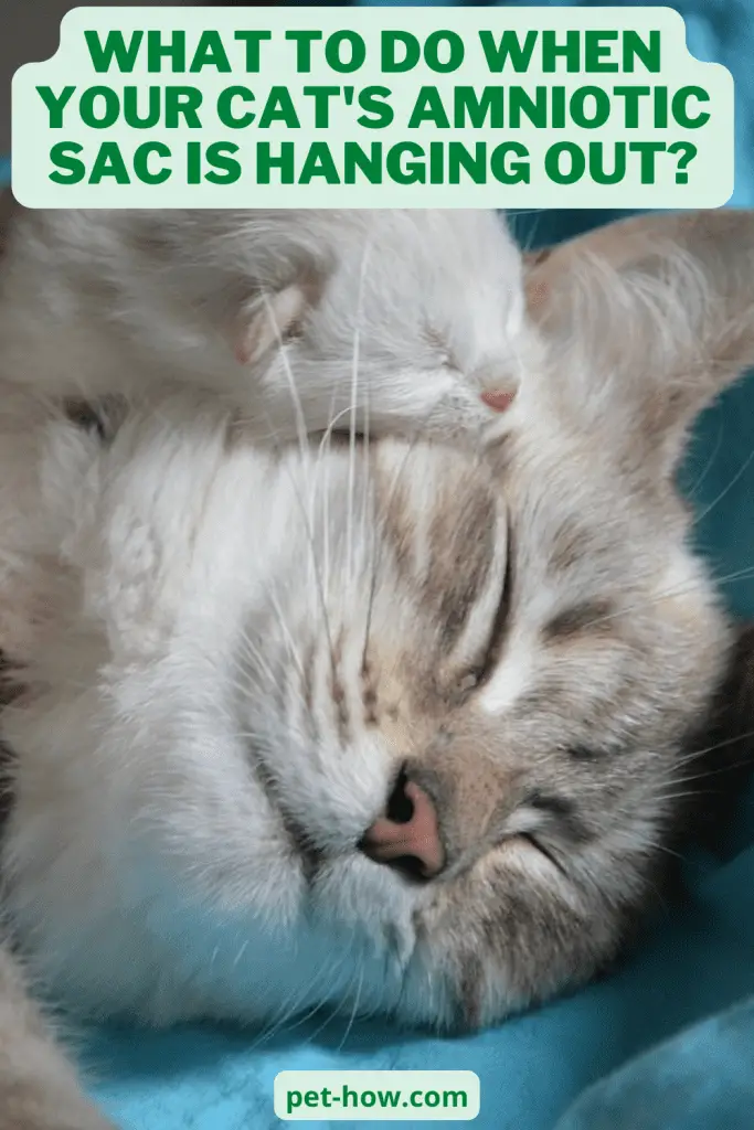 What to Do When Your Cat's Amniotic Sac Is Hanging Out