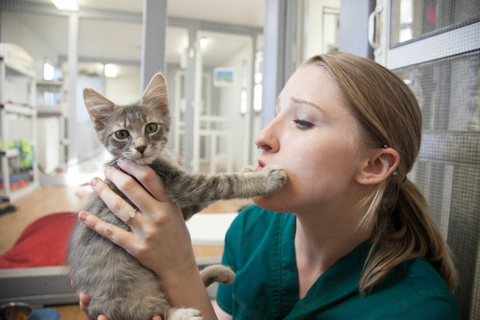Cat Limping on Back Leg and Not Eating