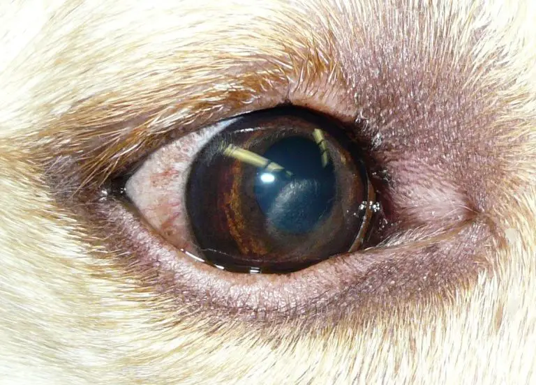 Dog Has a Blue Ring Around Its Eye - Causes and Solutions