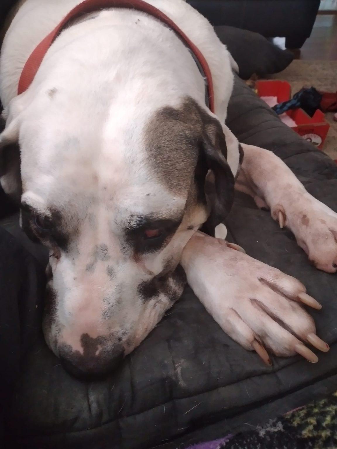 6 Reasons Why Great Danes Like To Sit On Things