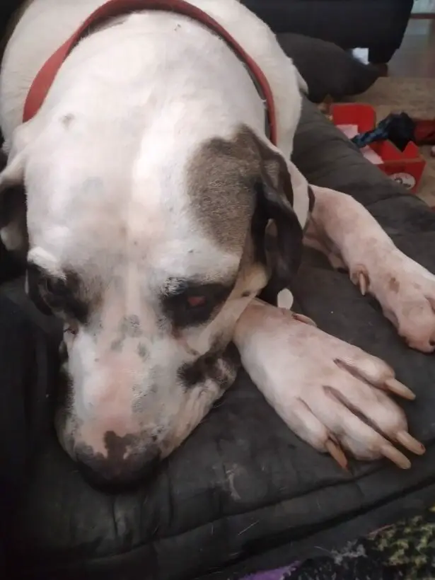 6 Reasons Why Great Danes Like To Sit On Things 6 Reasons Why Great Danes Like To Sit On Things