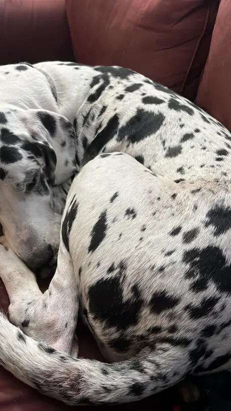 6 Reasons Why Great Danes Like To Sit On Things