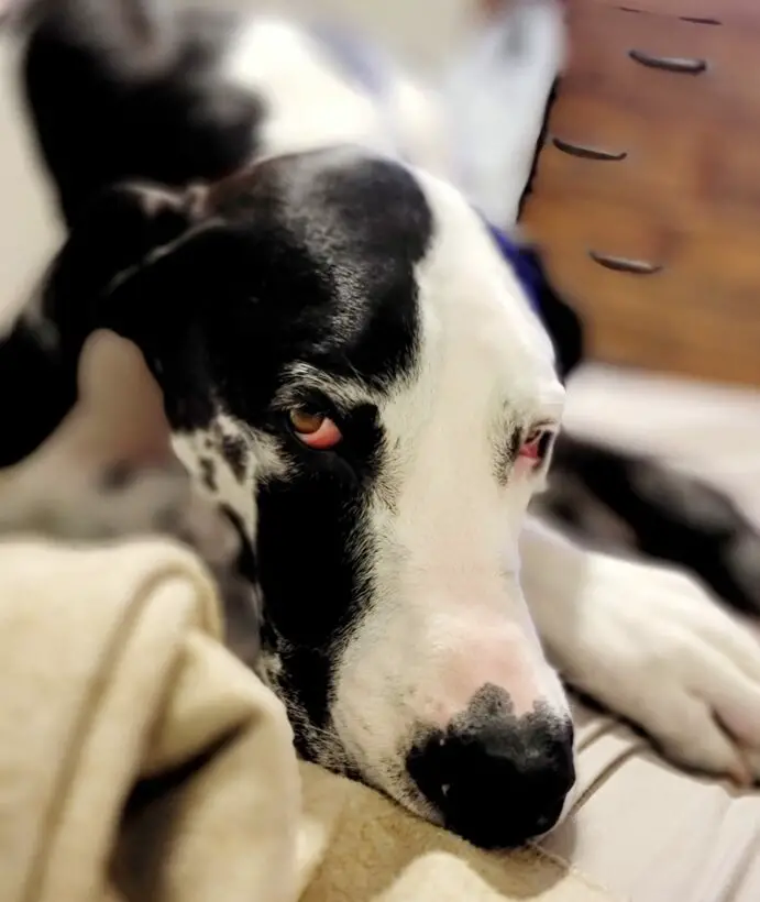 6 Reasons Why Great Danes Like To Sit On Things 6 Reasons Why Great Danes Like To Sit On Things