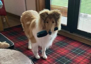 Are Rough Collies Hard To Groom? (Explained!)