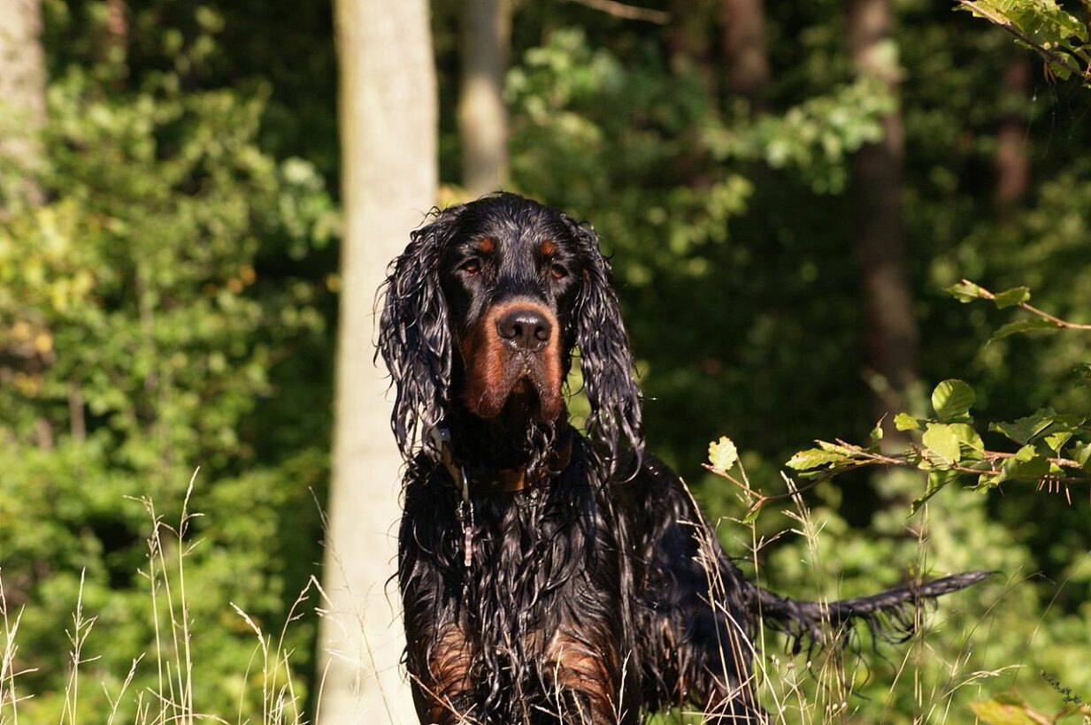 Does Gordon Setter Get Attached To One Person? (Answered!)