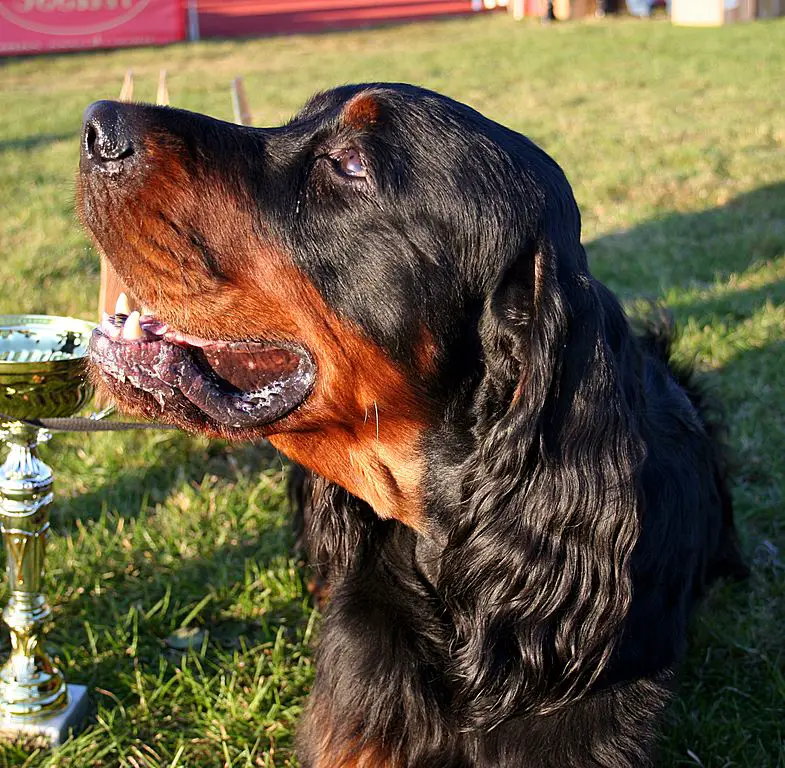 Does Gordon Setter Get Attached To One Person? (Answered!)