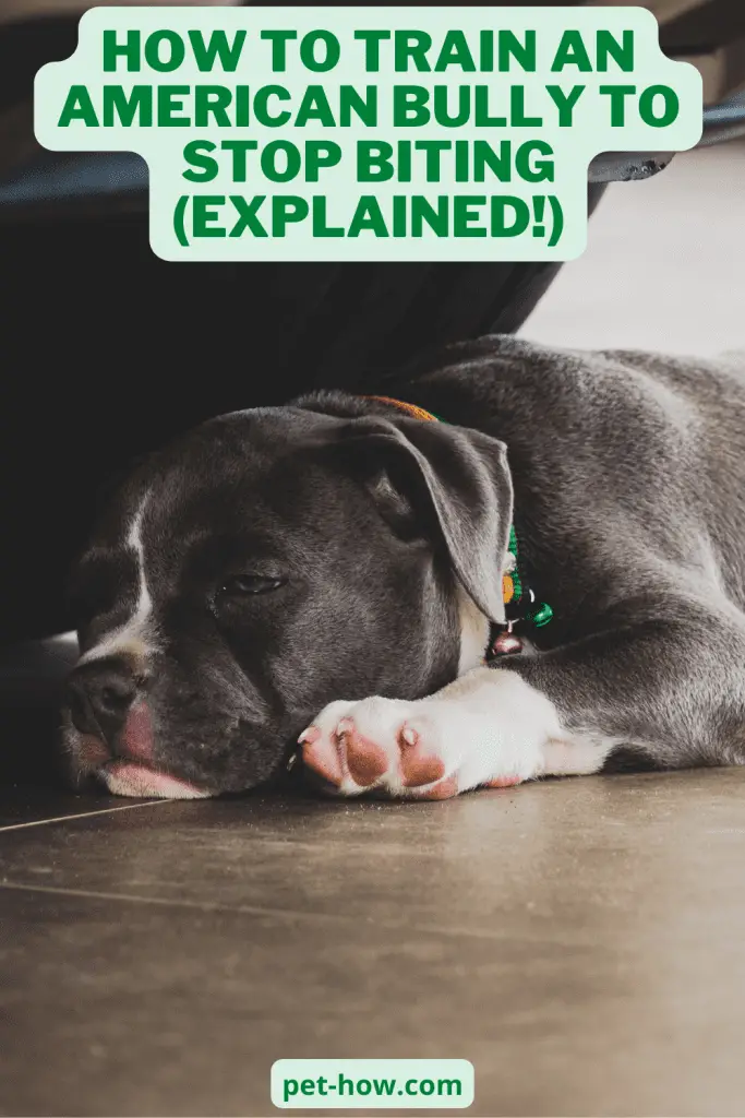 How To Train An American Bully To Stop Biting (Explained!)