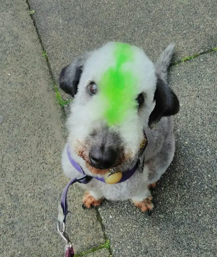 Is Pen Ink Poisonous To Dogs? (Answered!)