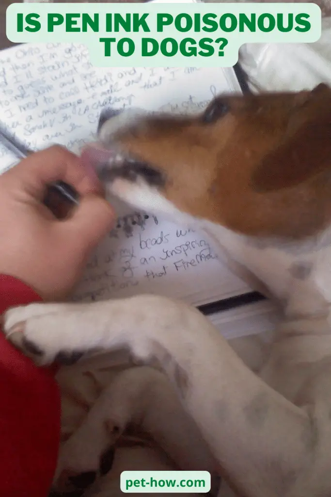 Is Pen Ink Poisonous To Dogs? (Answered!)