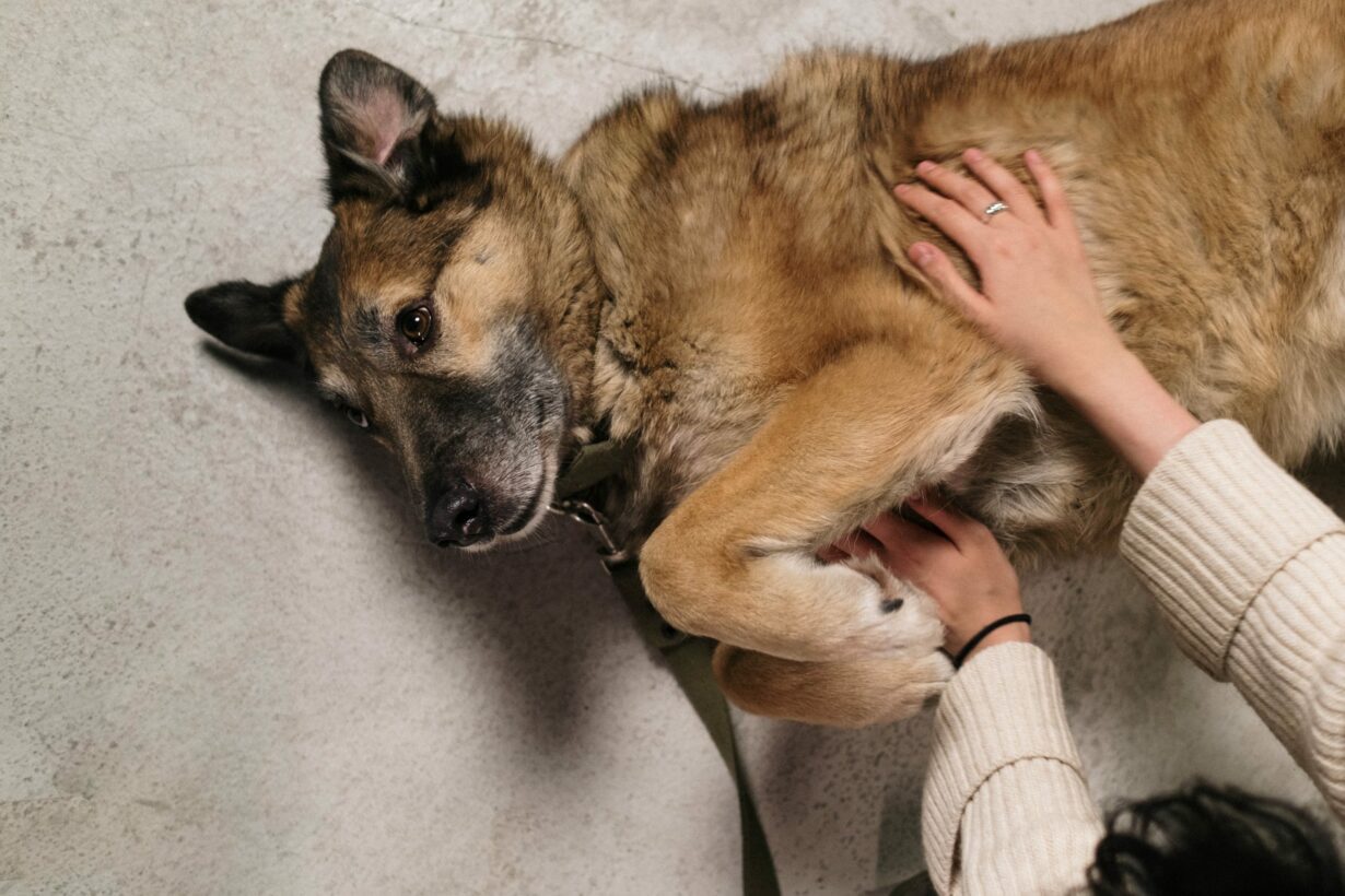 What Do German Shepherds Usually Die From (Answered!)