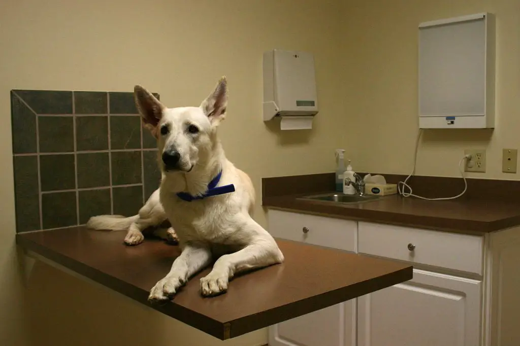 Are Fleet Enemas Safe For Dogs Are Fleet Enemas Safe For Dogs