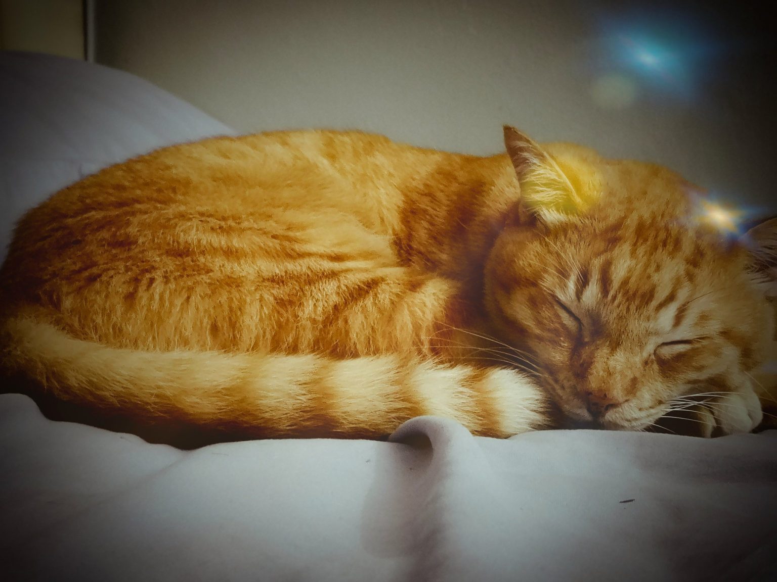 Wolf Worm in Cats - Causes, Treatment, and Prevention