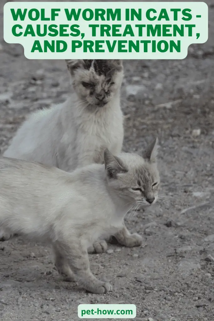 Wolf Worm in Cats - Causes, Treatment, and Prevention