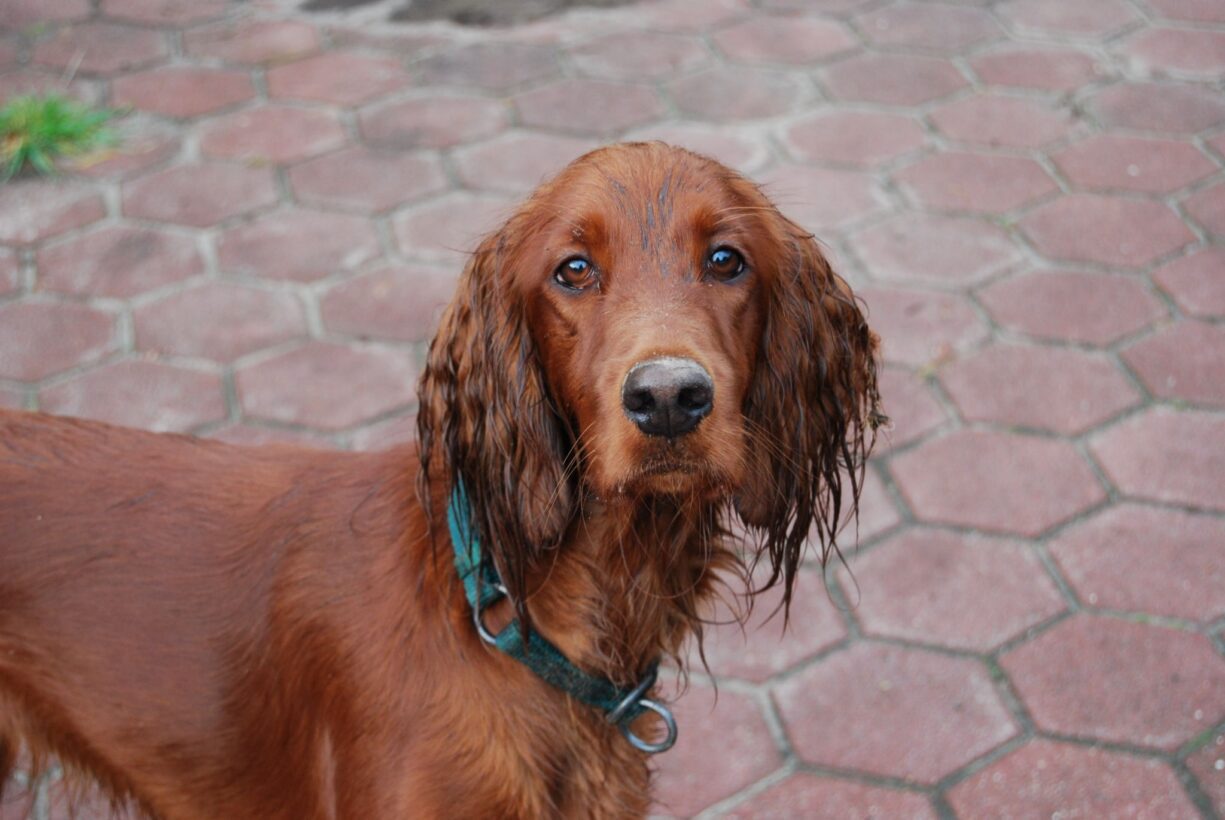 Do Irish Setters Need a Lot of Attention? (Answered!)