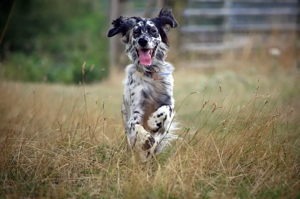 What Is Bad About English Setters Explained 