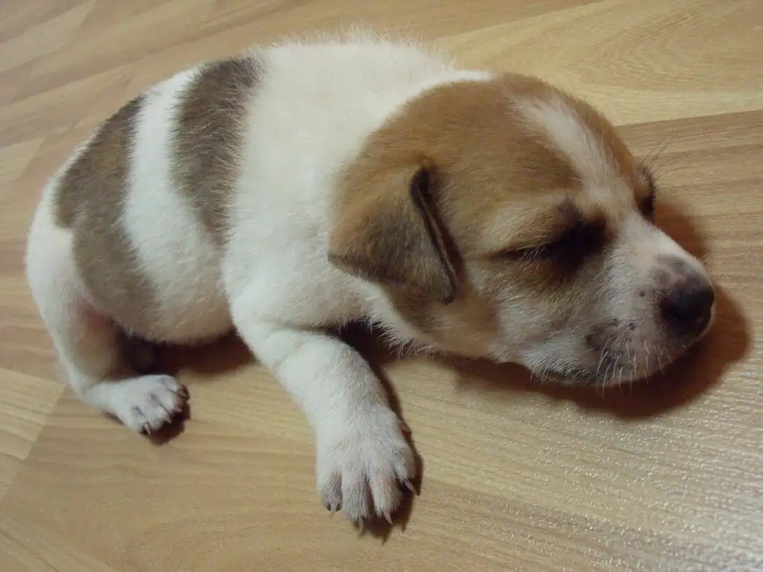 Is 5 Weeks Too Early To Take a Puppy Home? (Explained!)