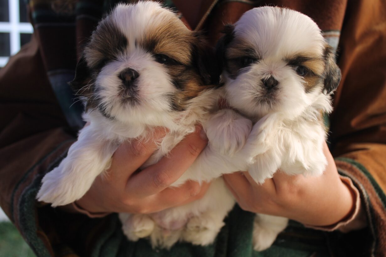 9 Things You Should Know Before Getting a Shih Tzu!