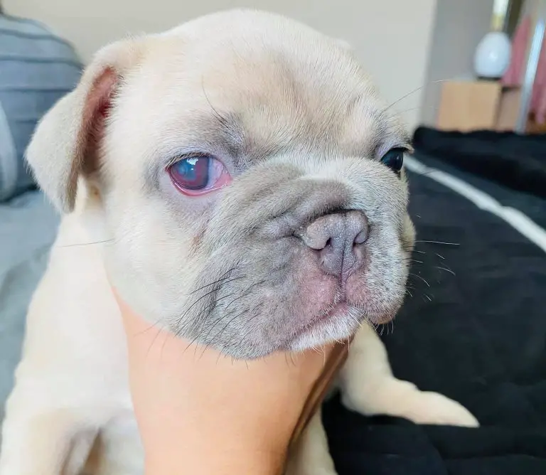 11 Signs a Dog Eye Ulcer is Healing