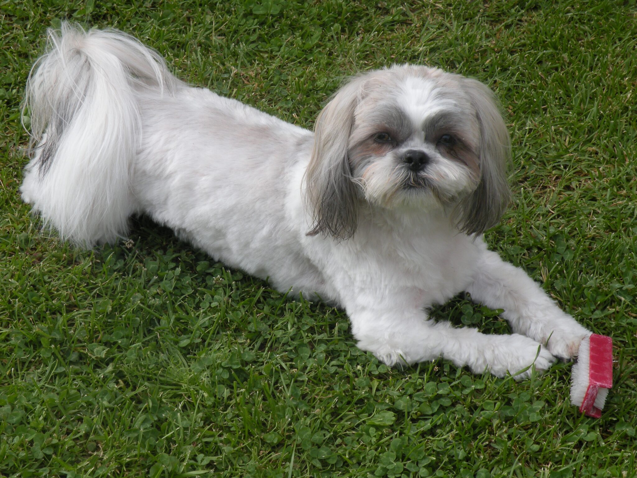 Are Shih Tzus Good For First-Time Dog Owners? (Explained!)