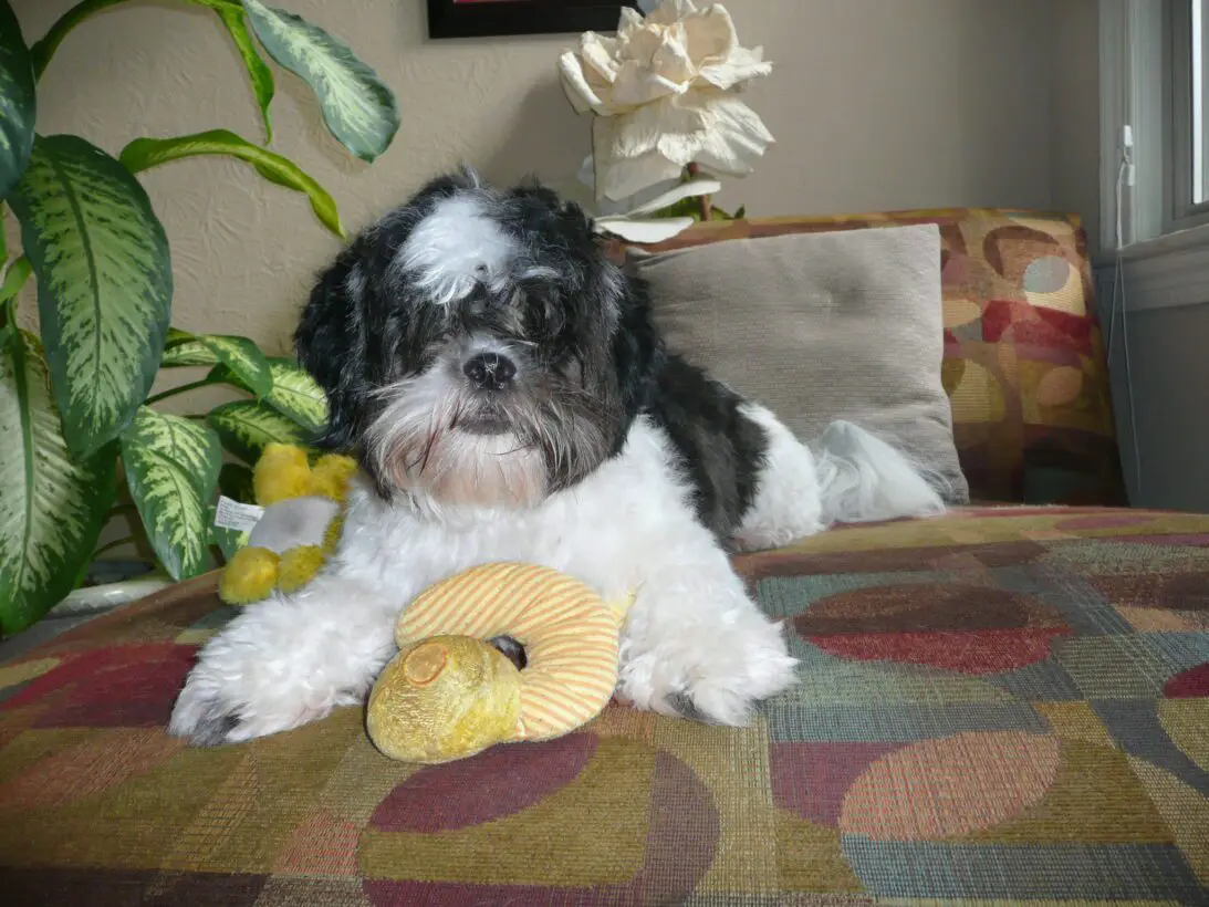 Are Shih Tzus Good For First-Time Dog Owners? (Explained!)