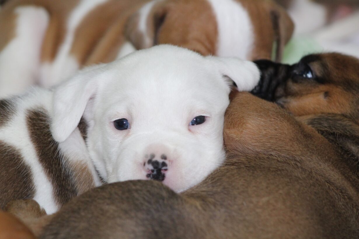 Is 5 Weeks Too Early To Take a Puppy Home? (Explained!)