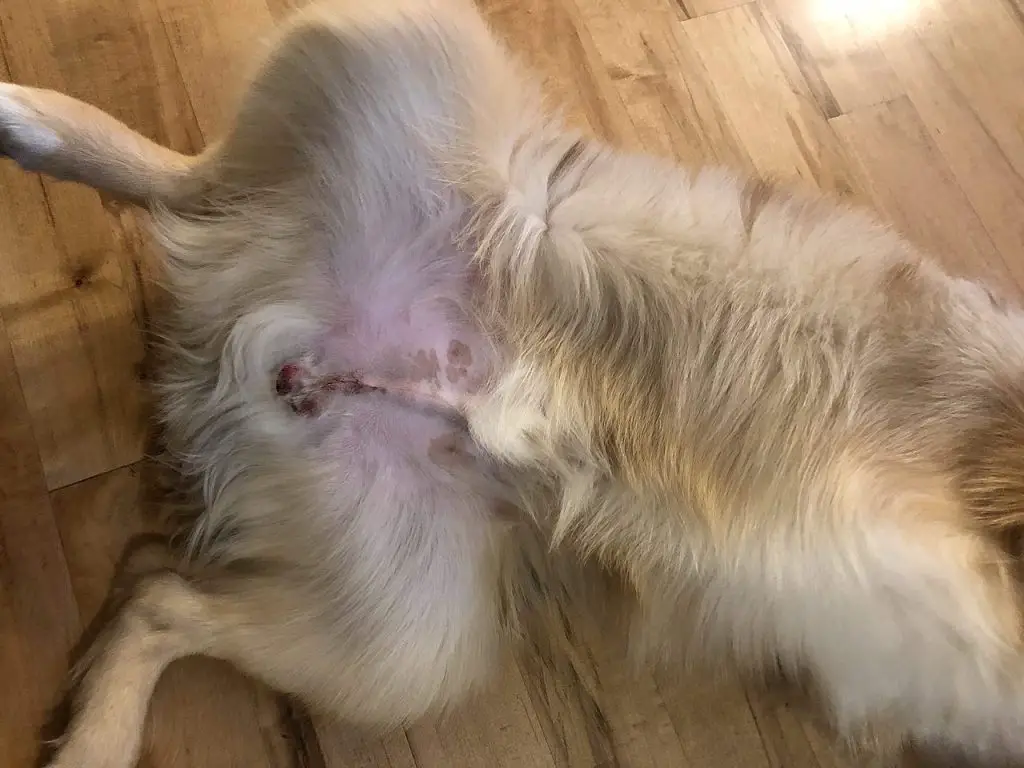 Is It Normal For Dogs To Swell Two Weeks After Neuter 