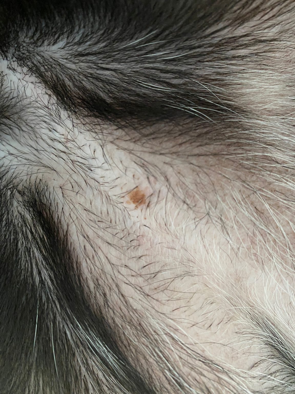 What Are Those Brown Spots On My Dogs Belly That Look Like Dirt ...