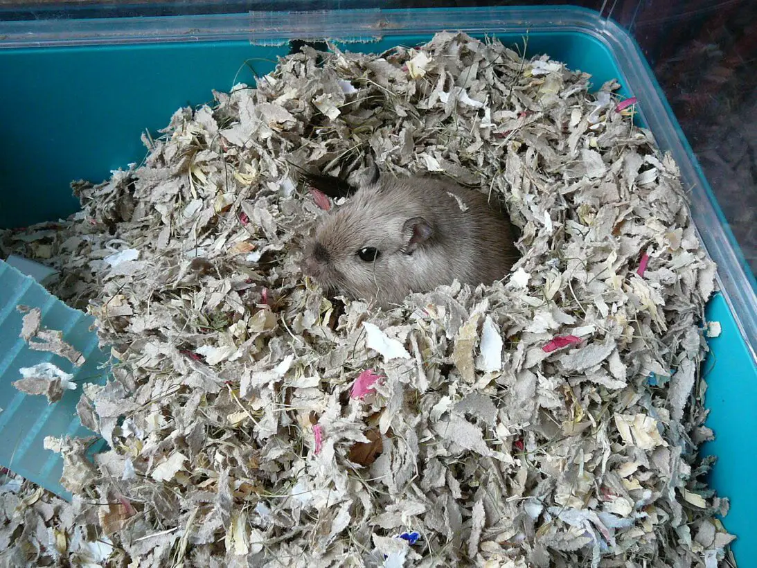 Caring For Your Pregnant Syrian Hamster: Comprehensive Guide