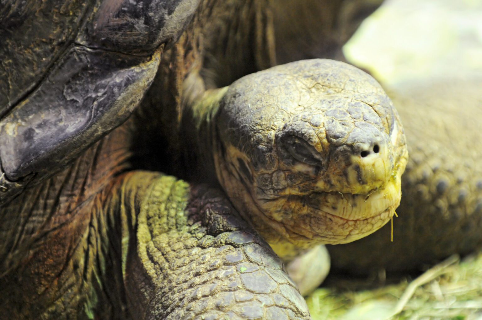 Pyramiding Tortoise: Causes, Symptoms, and Treatment