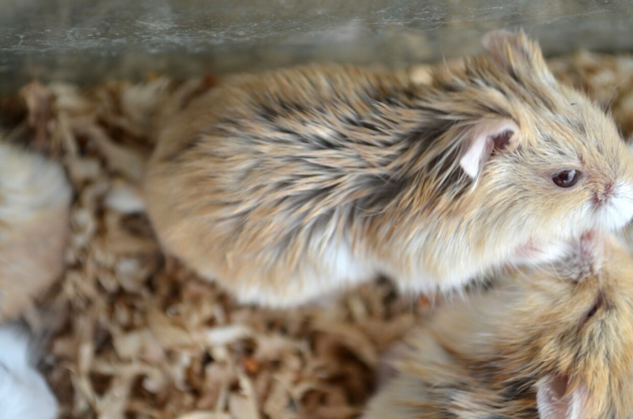 How To Tell If Your Hamster Has a Cold
