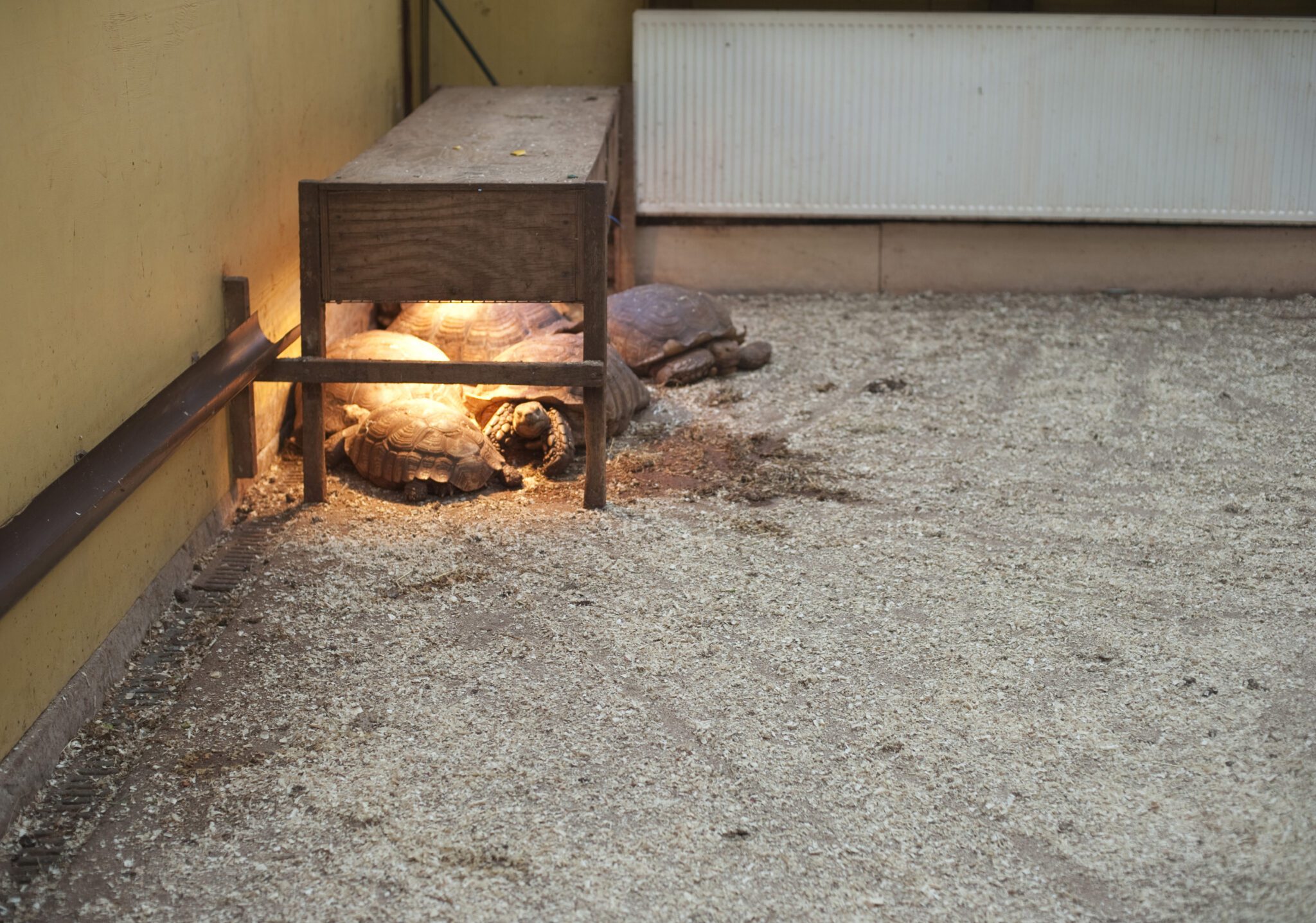Pyramiding Tortoise: Causes, Symptoms, and Treatment