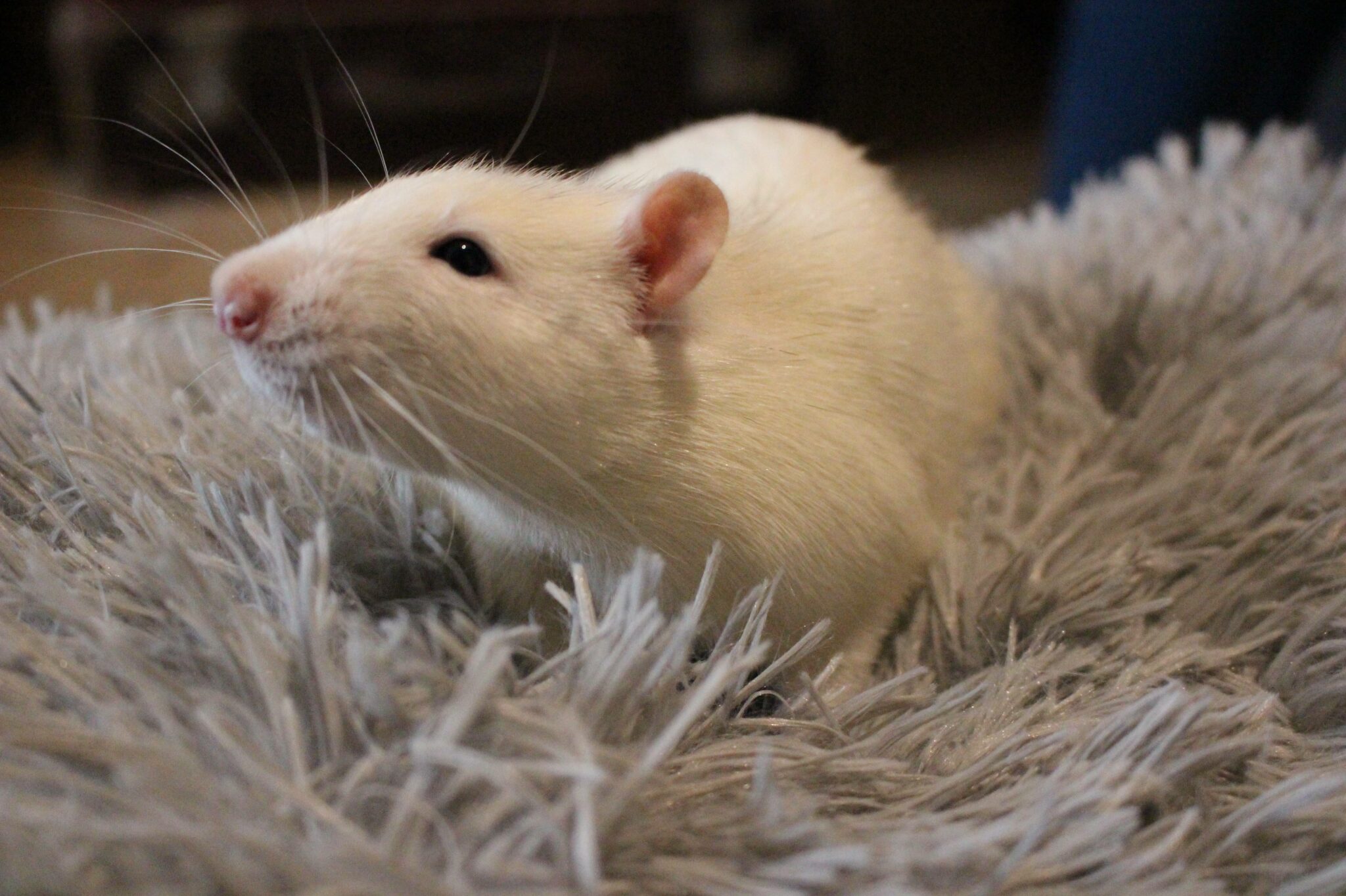 Warning Signs: 10 Tumor Symptoms in Hamsters